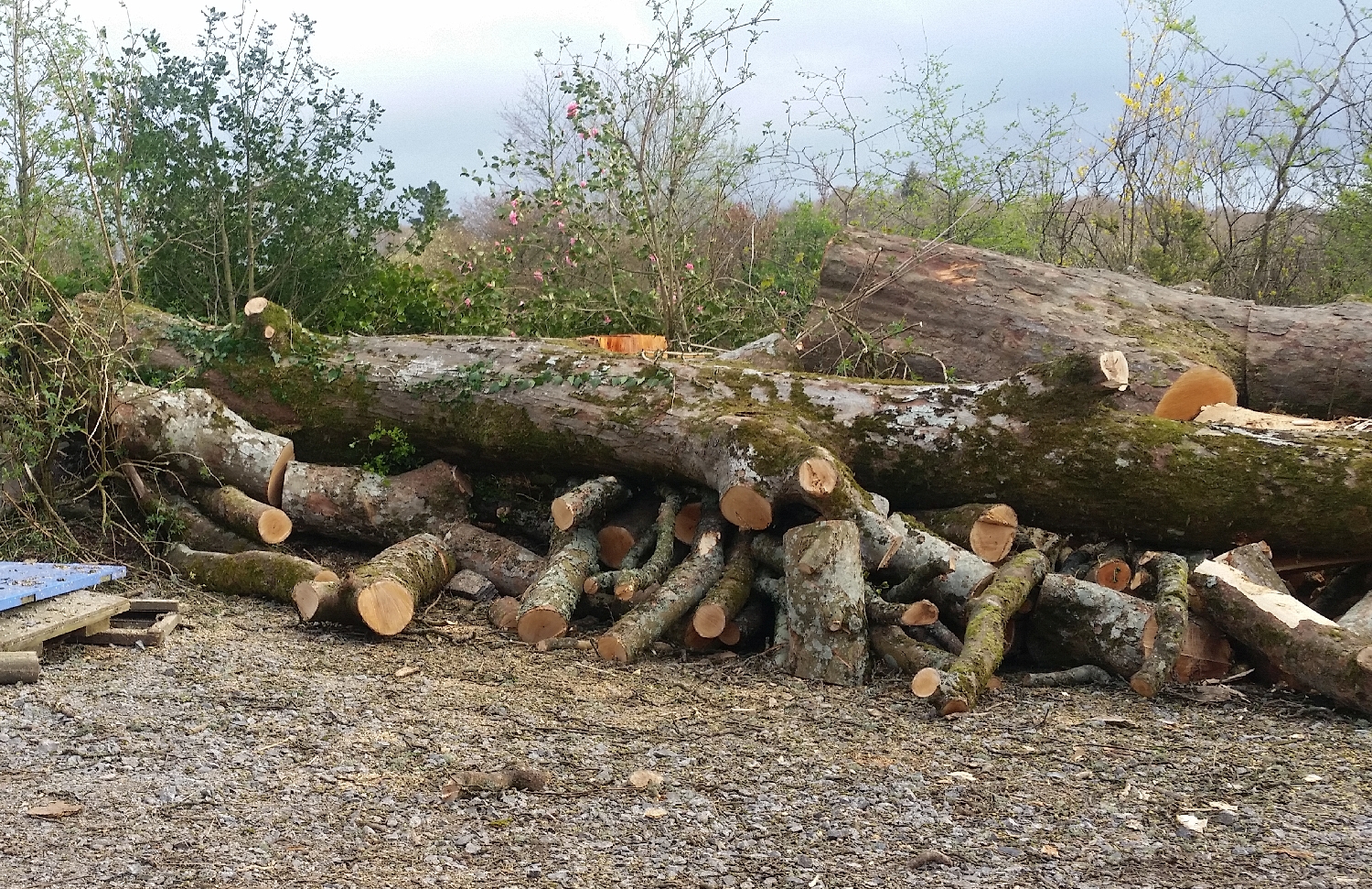 Wood : Fallen Giants : Fuel for years – Living Larders at Kintaline ecoFarm