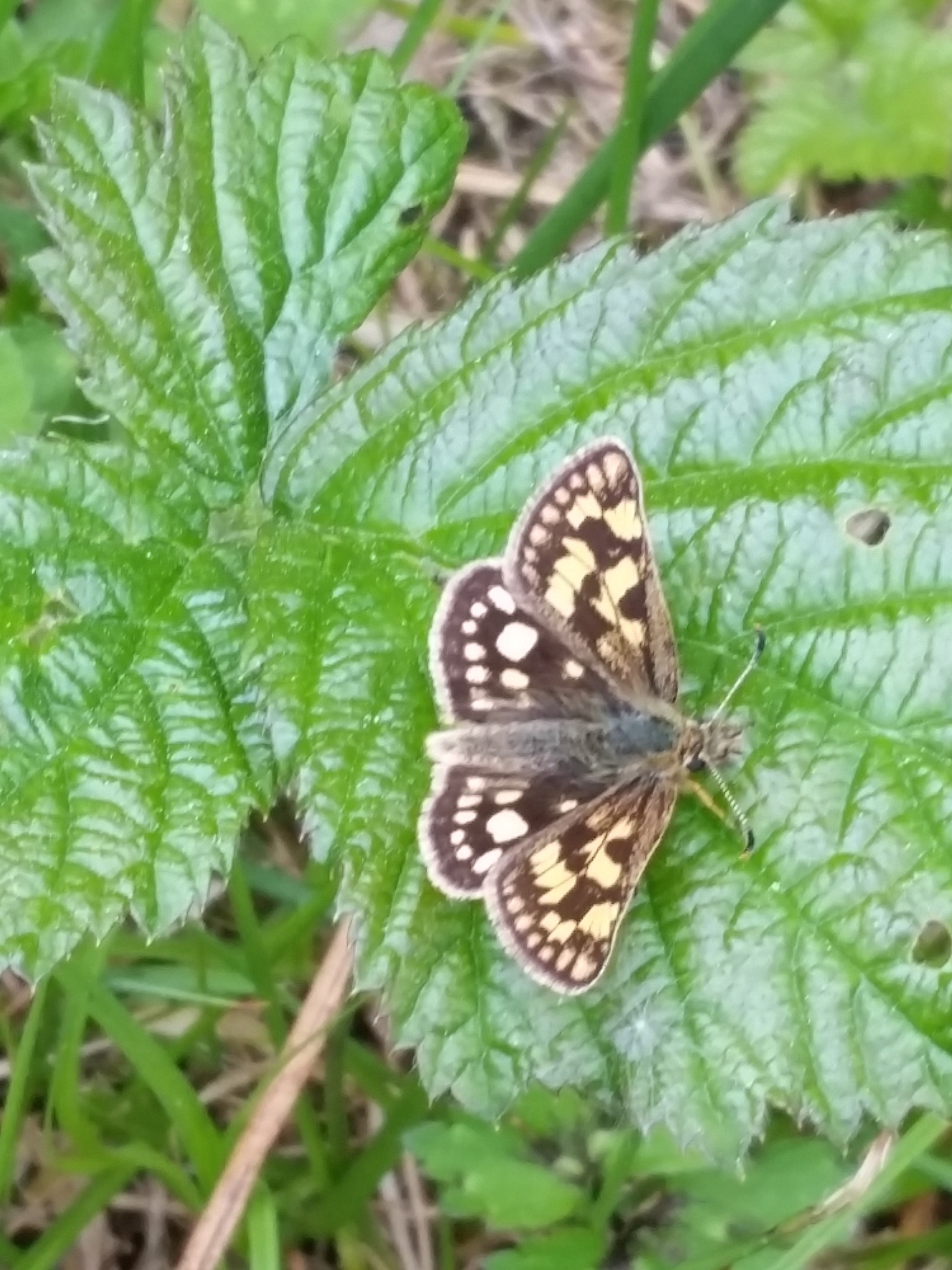 A lovely rarity to find here : Checkered Skipper Butterfly – Living ...