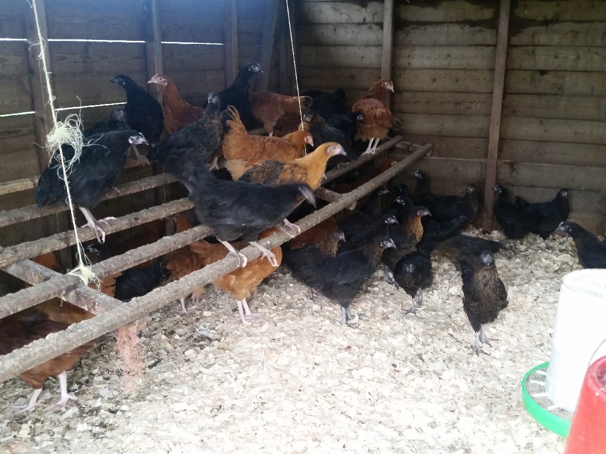 Black Rock hens | Kintaline Farm, Benderloch