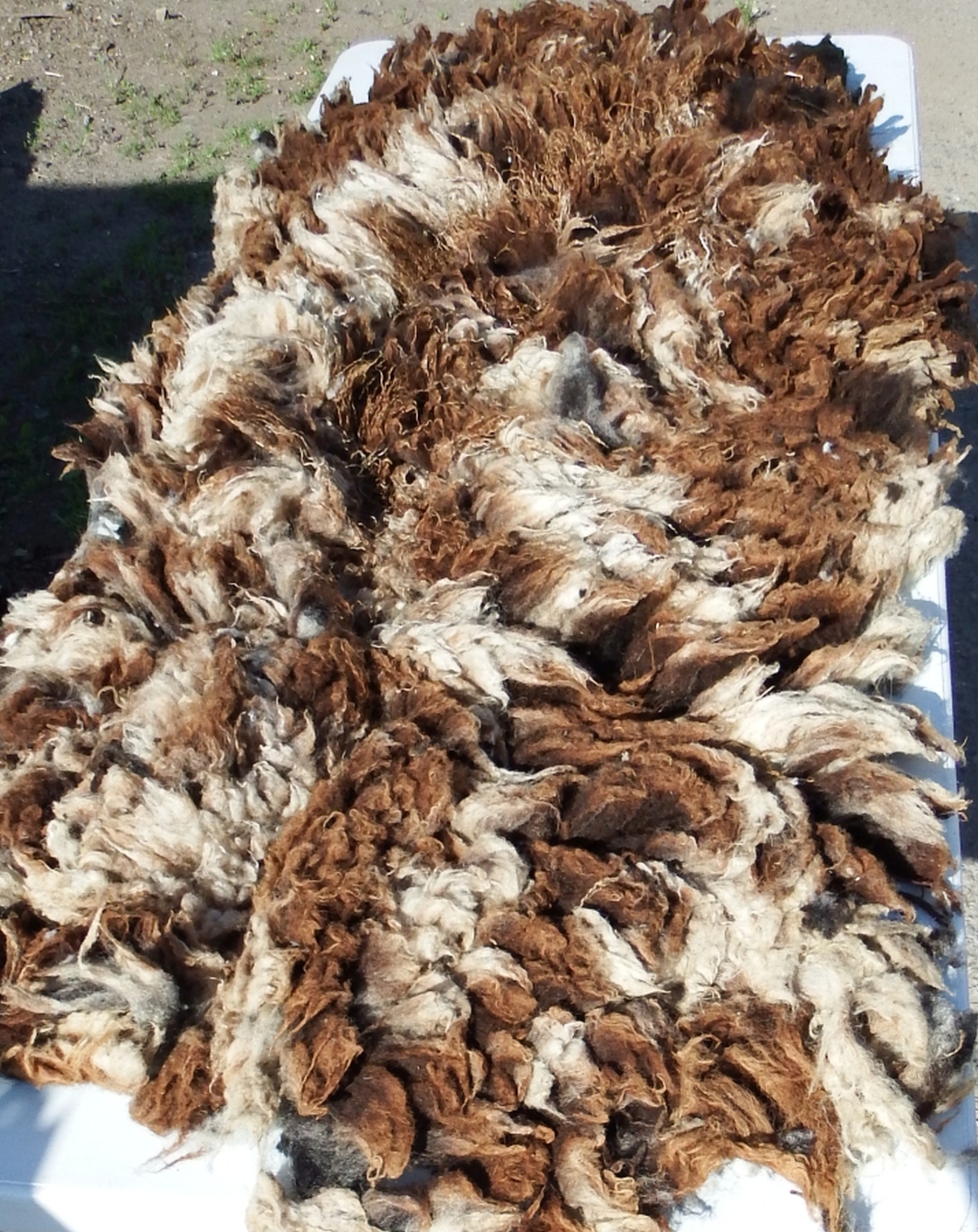 Jacob Sheep Fleece : KMF1803 – Living Larders at Kintaline ecoFarm