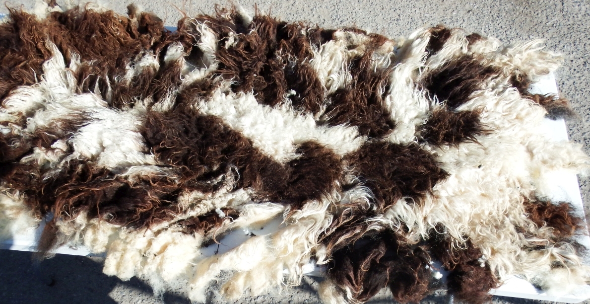 SOLD Jacob Sheep Fleece : KMF1805 – Living Larders at Kintaline ecoFarm