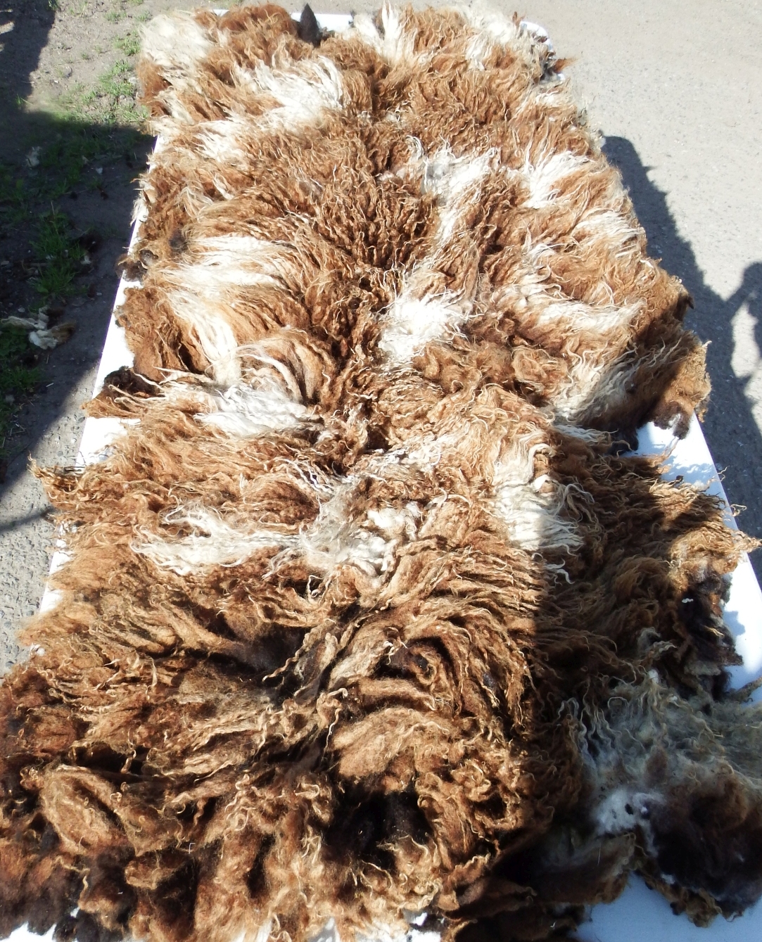 SOLD – Pure Jacob Fleece : KMF1807 – Living Larders at Kintaline ecoFarm