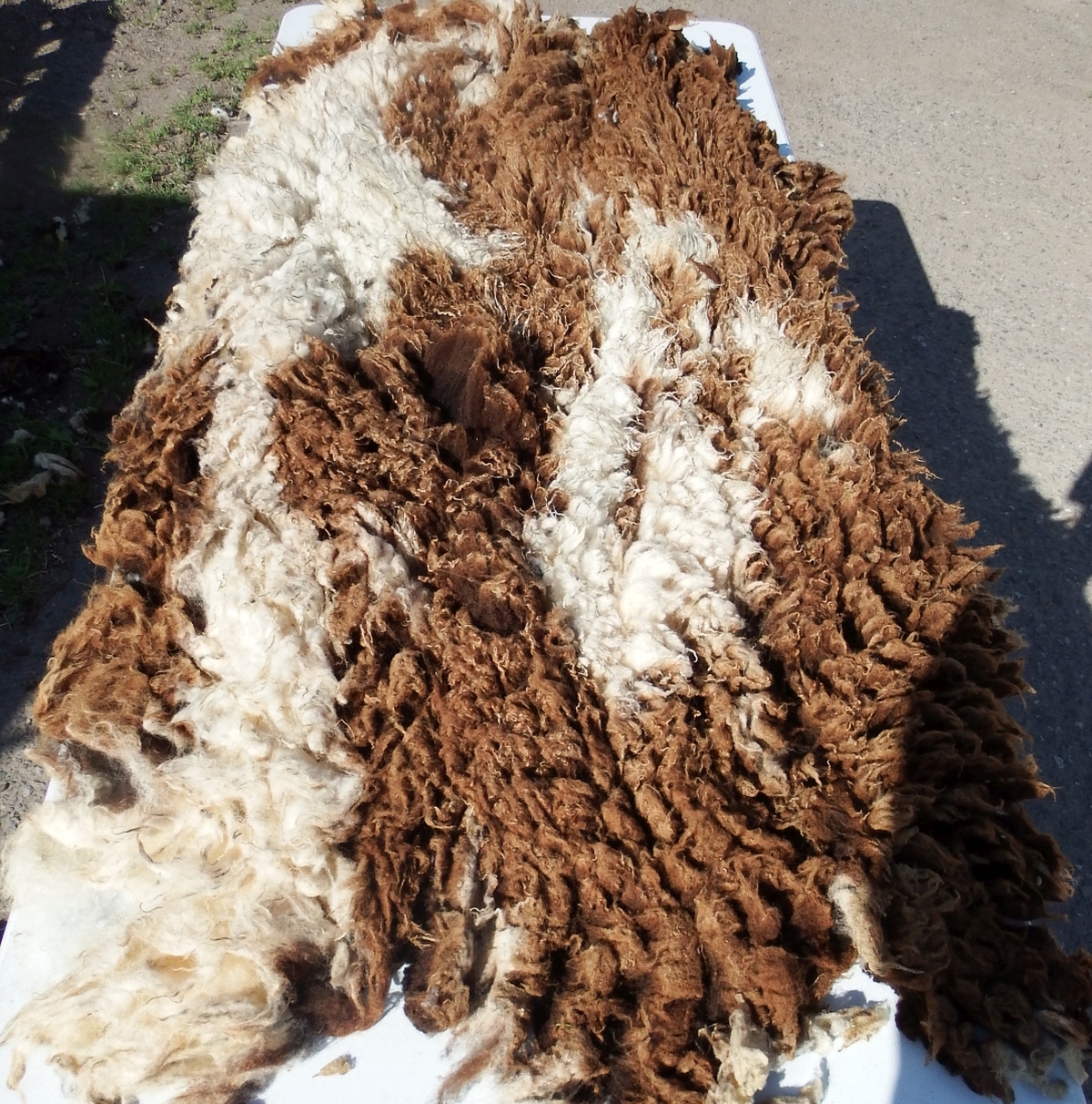 Pure Jacob Sheep Fleece : KMF1808 – Living Larders at Kintaline ecoFarm