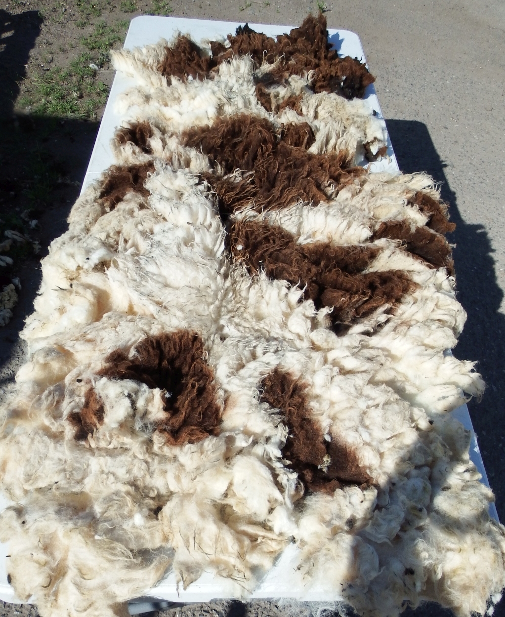 Pure Jacob Sheep Fleece : KMF1810 – Living Larders at Kintaline ecoFarm