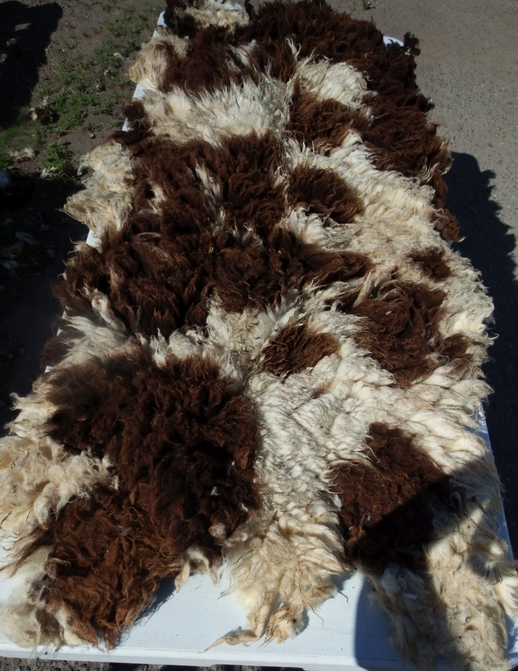 Pure Jacob Fleece : KMF1813 – Living Larders at Kintaline ecoFarm
