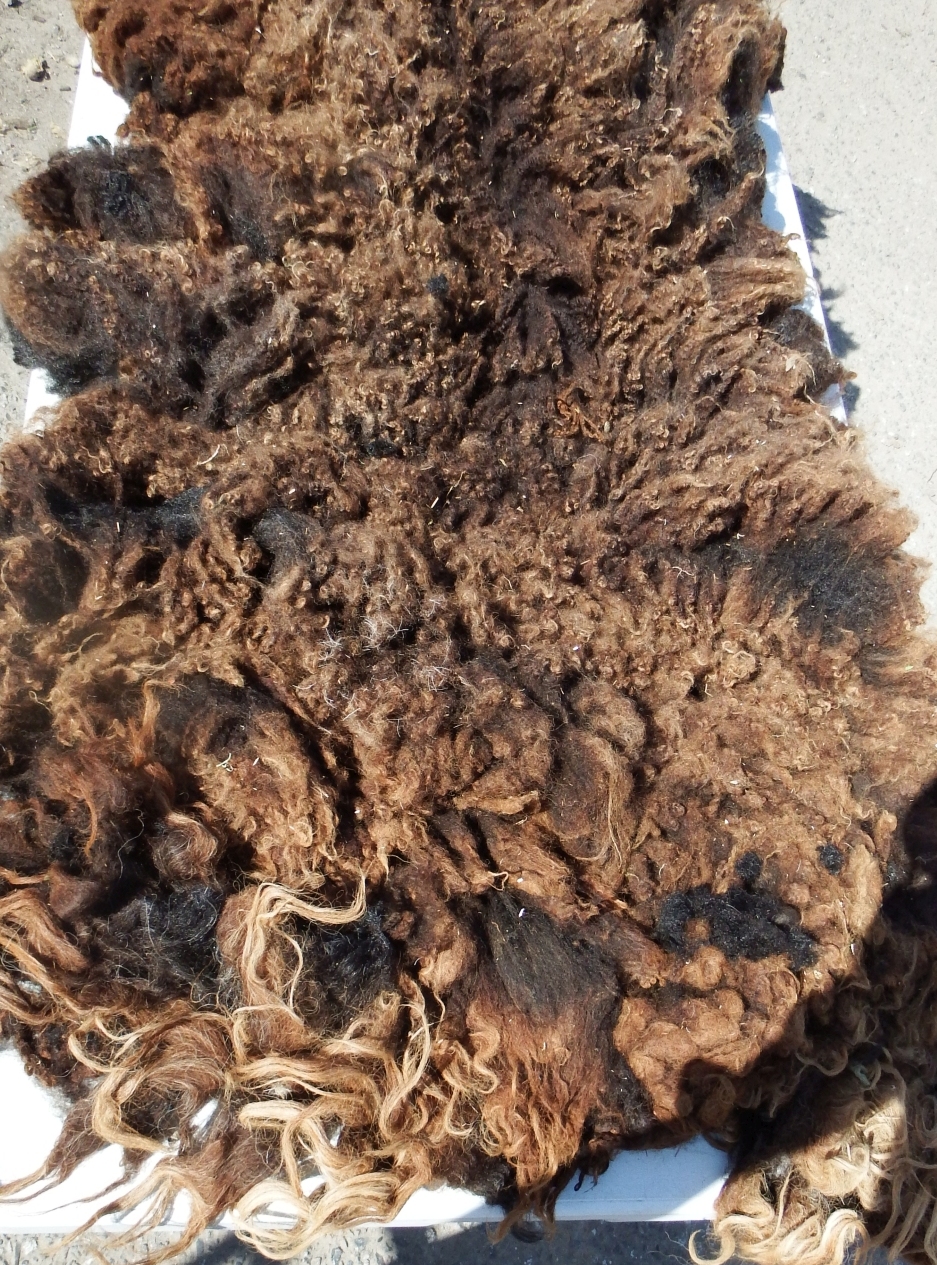 Blue Face Leicester x Jacob Sheep fleece KMF1824 – Living Larders at ...