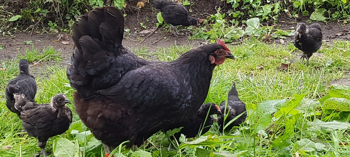 Black Rock hens : great mums – Living Larders at Kintaline ecoFarm